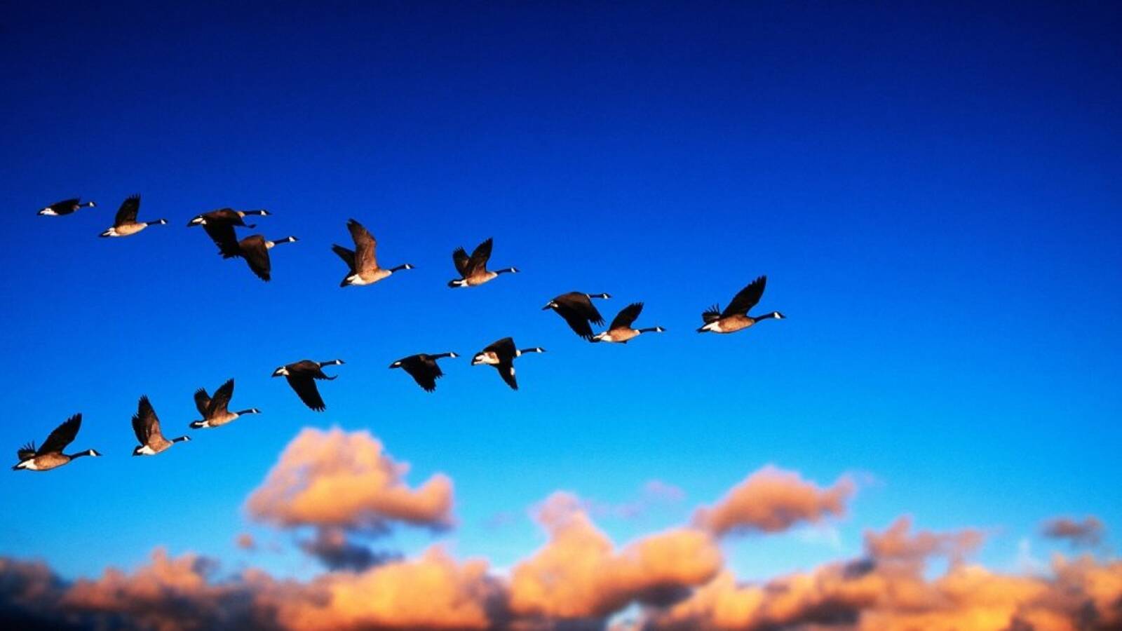 Deed and Creed | Yitro | Covenant & Conversation | The Rabbi Sacks Legacy