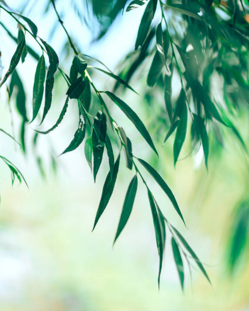 Succot | Ceremony & Celebration Family Edition | The Rabbi Sacks Legacy