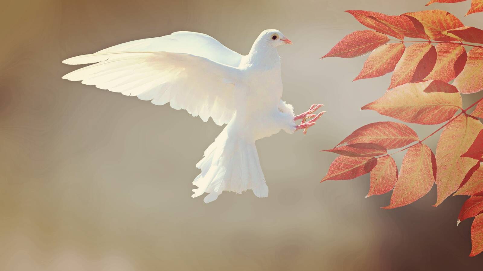 Righteousness is not Leadership | Noach | Covenant & Conversation | The ...