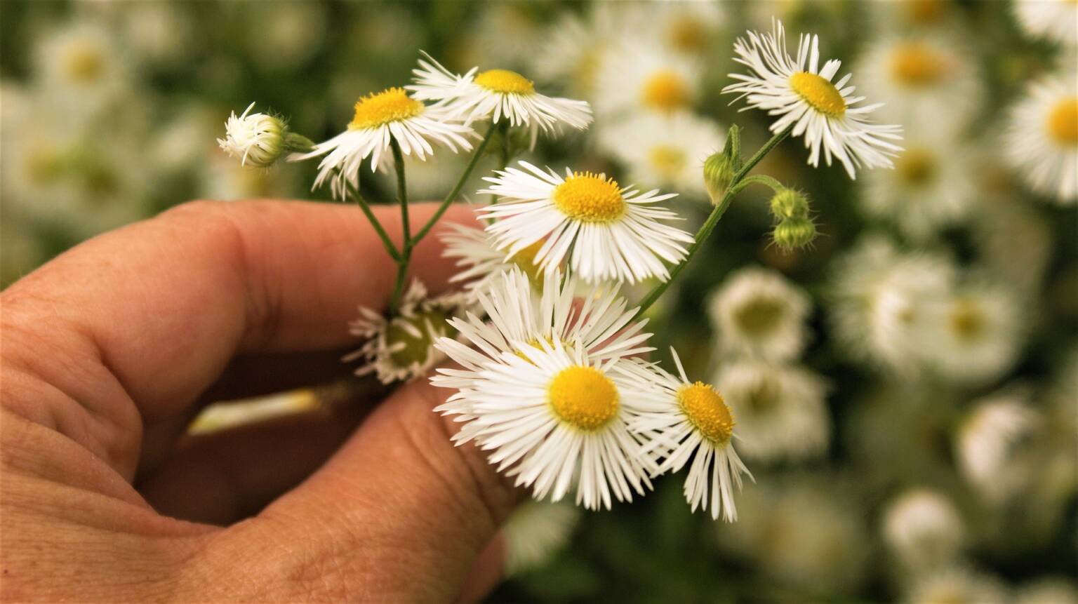 The Other Face of Esau | Toldot | Covenant & Conversation | The Rabbi ...