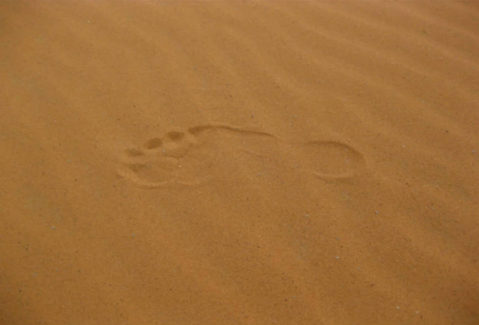 שני סוגים של פחד | שלח לך | Covenant & Conversation | מורשת הרב זקס