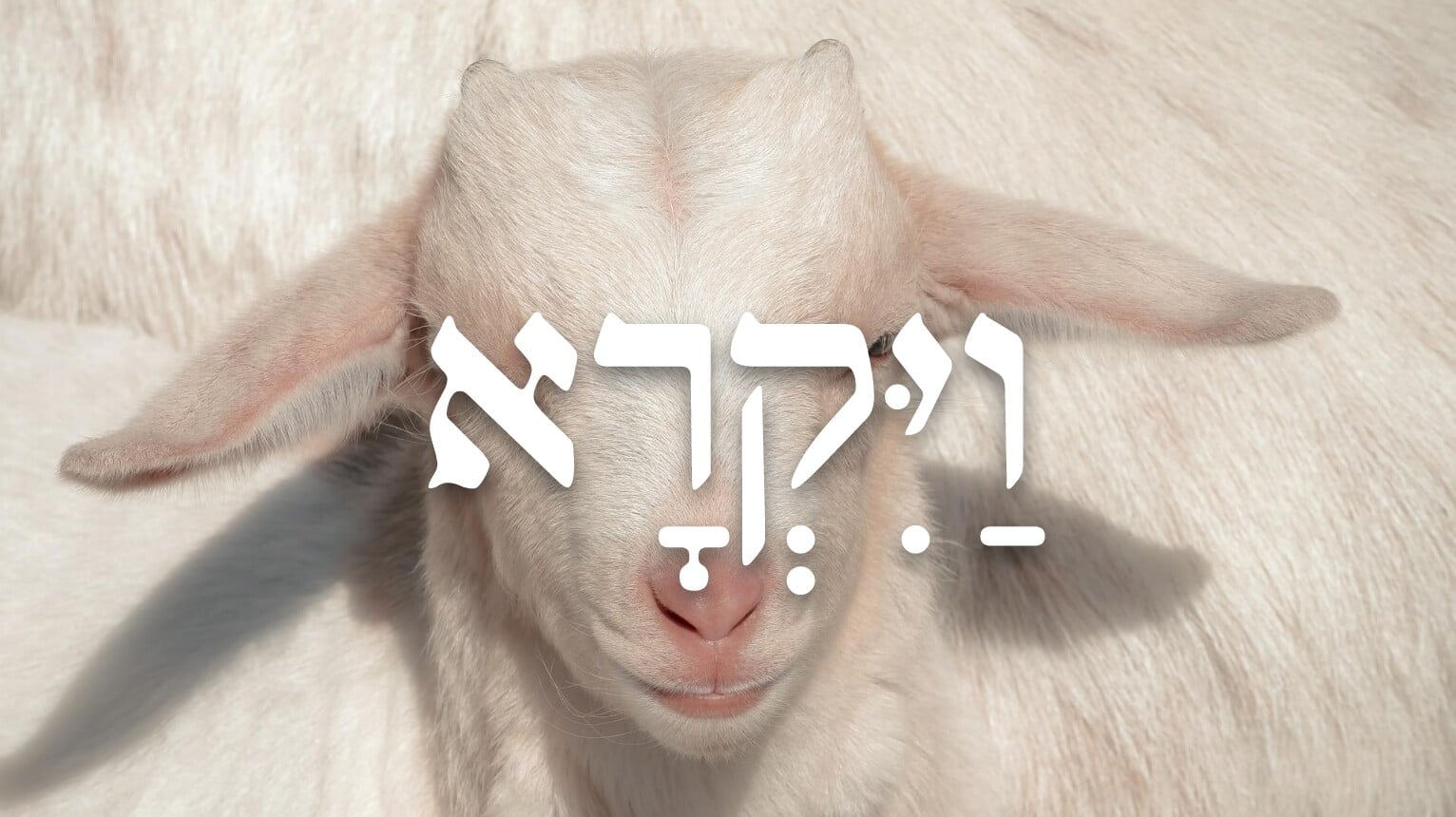 Covenant & Conversation Family Edition | The Rabbi Sacks Legacy